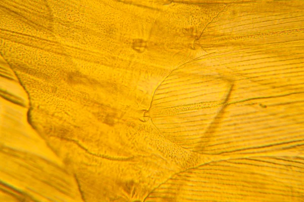 Microscopic View Moth Wing Beautiful Details — Stock Photo © ileana_bt ...