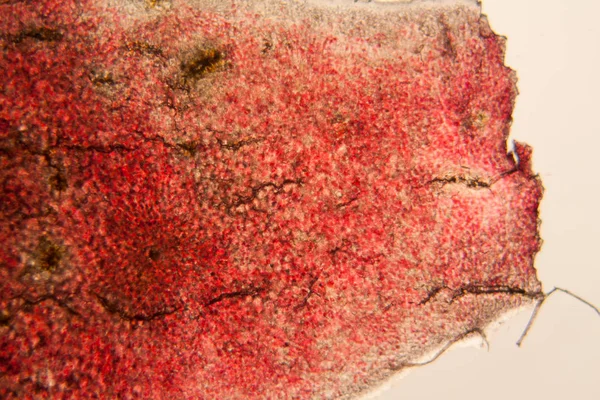 Apple Cells Microscope — Stock Photo © ileana_bt #186206848