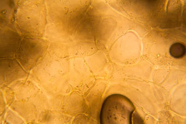 Apple cells Images - Search Images on Everypixel