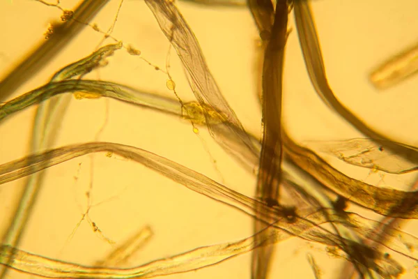 Microscopic view Stock Photos, Royalty Free Microscopic view Images ...