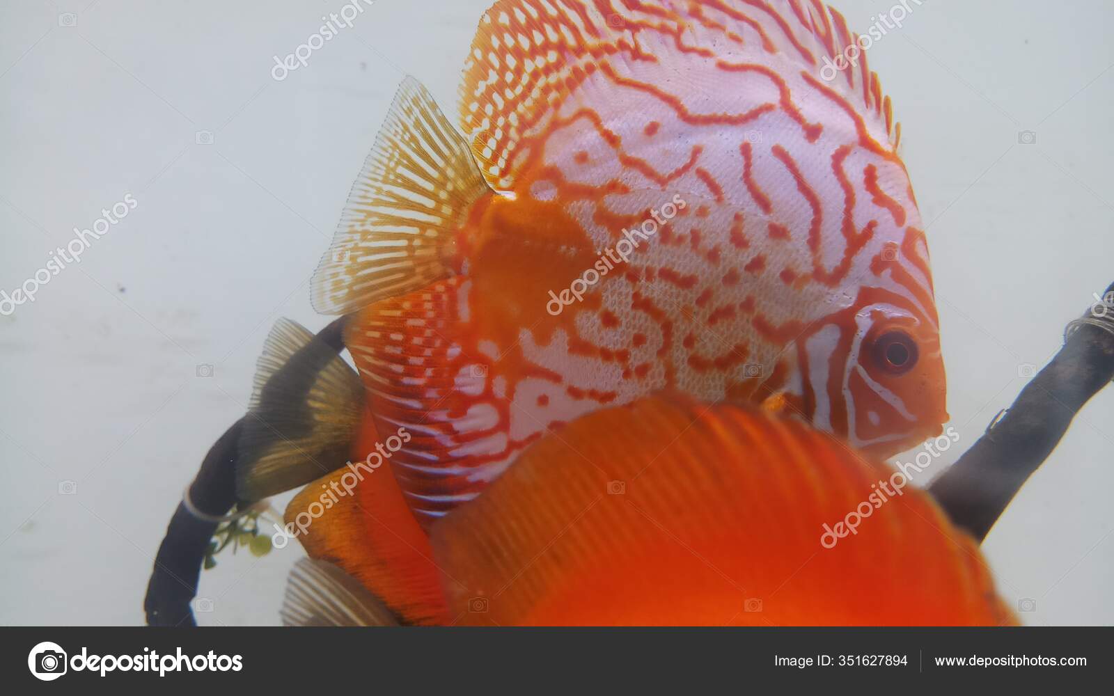 Checkerboard Discus Fish Aquarium Body Looks Beautiful — Stock Photo ...