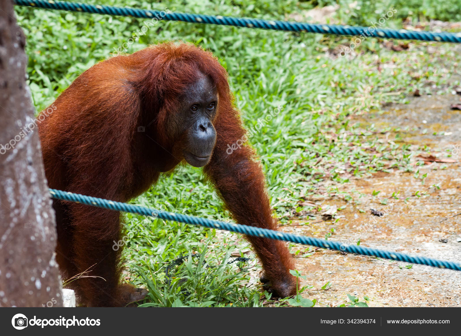 Orangutan Walking