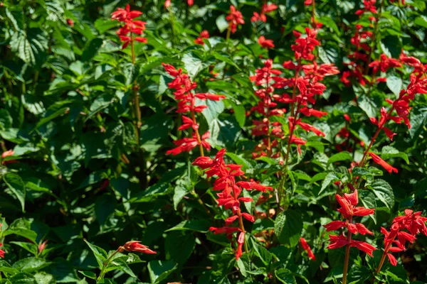 Flor de cardenal fotos de stock, imágenes de Flor de cardenal sin ...