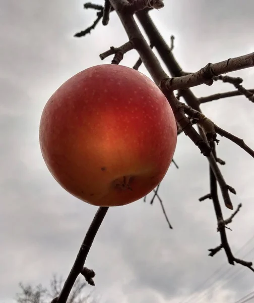 Rotten apple tree Stock Photos, Royalty Free Rotten apple tree Images ...