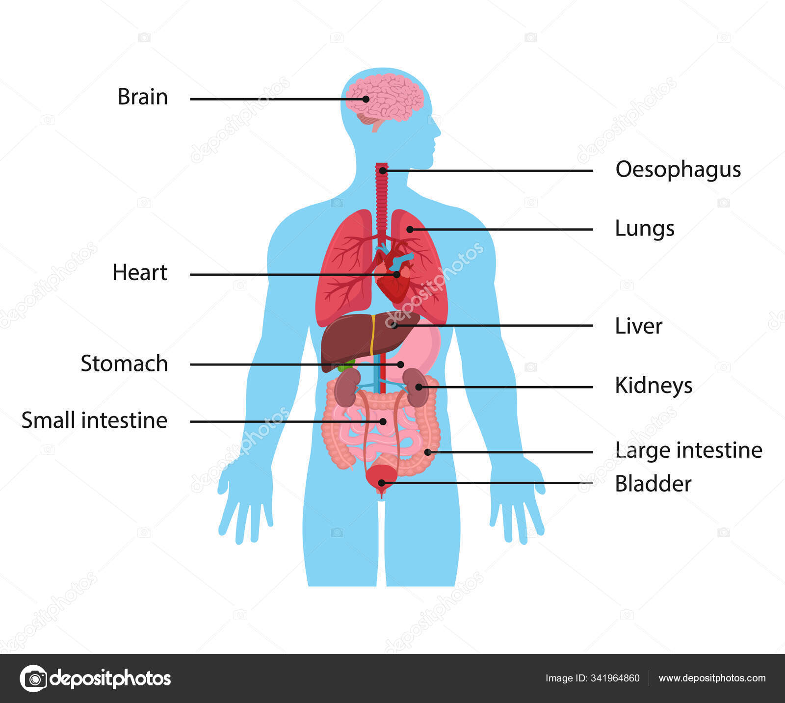 Vector illstration of intarnal organs. Flat design. Isolated. Stock ...