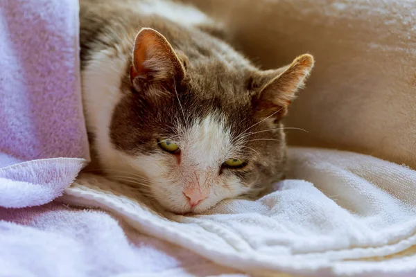 Funny looking cats face close-up — Stock Photo © innervision #1282355