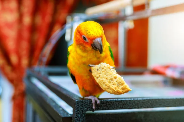 Sun Conure Parrot Eating Food Stock Photo by ©ponsulak 214559390
