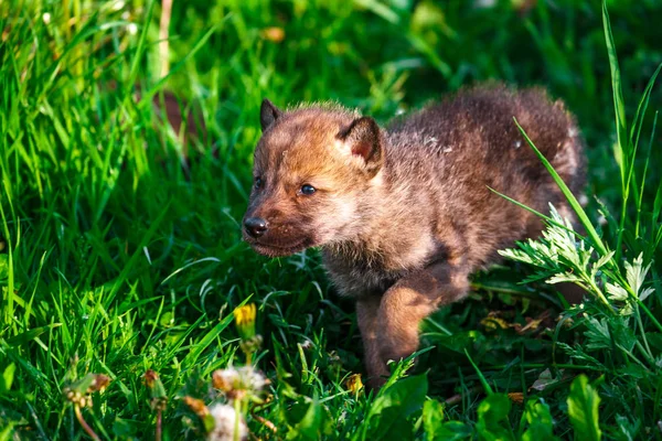 Wolf cub Pictures, Wolf cub Stock Photos & Images | Depositphotos®