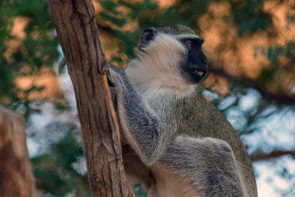 Pictures : funny monkey | Funny monkey with a red lips — Stock Photo ...