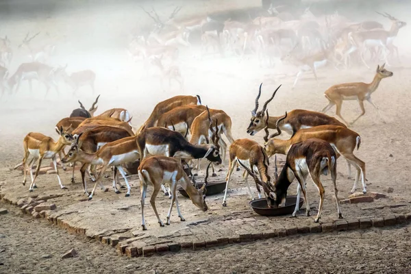 Hermoso animal salvaje ciervo Blackbuck (Antilope cervicapra) o ...