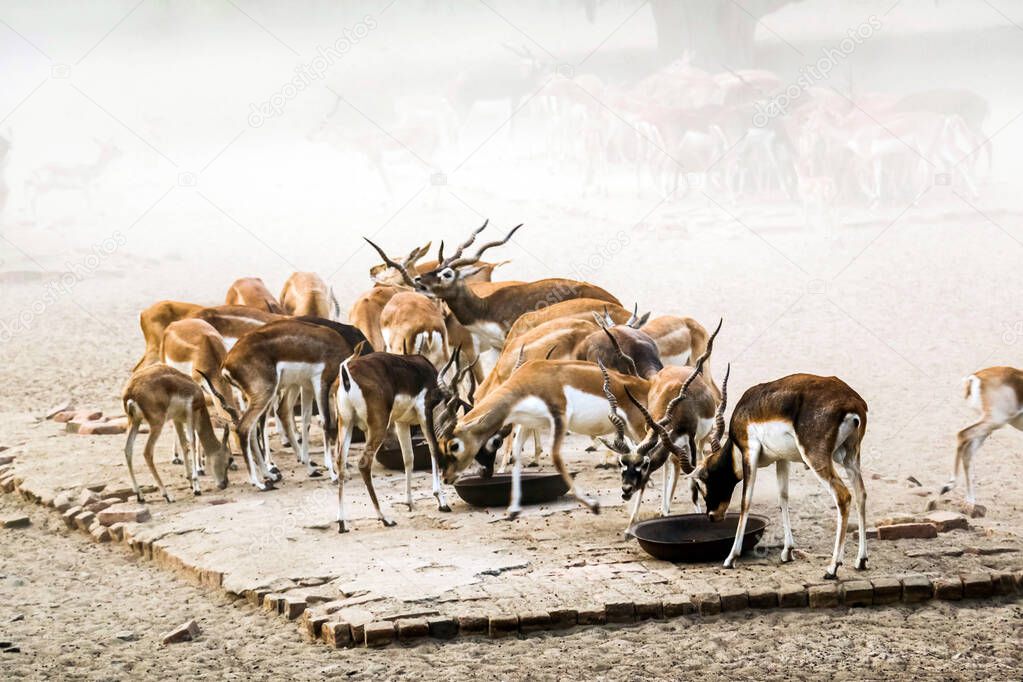 Hermoso animal salvaje ciervo Blackbuck (Antilope cervicapra) o ...