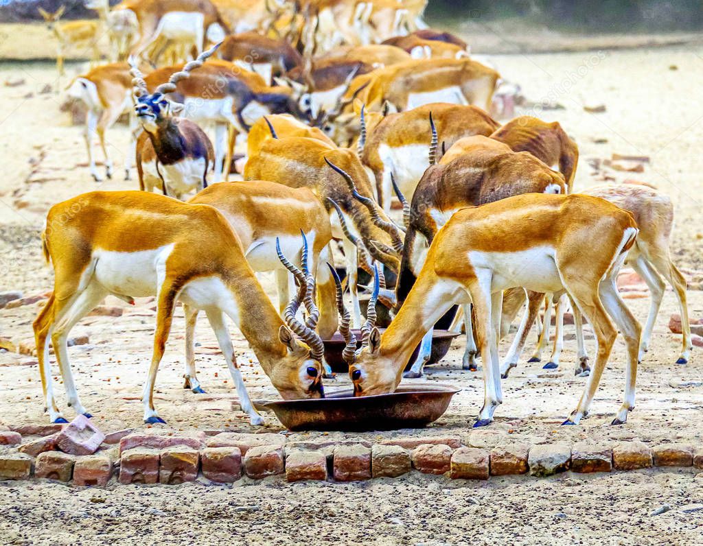 Hermoso animal salvaje ciervo Blackbuck (Antilope cervicapra) o ...