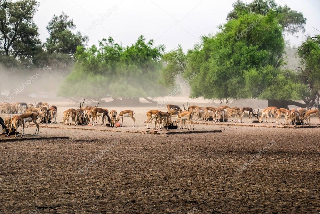 Hermoso animal salvaje ciervo Blackbuck (Antilope cervicapra) o ...