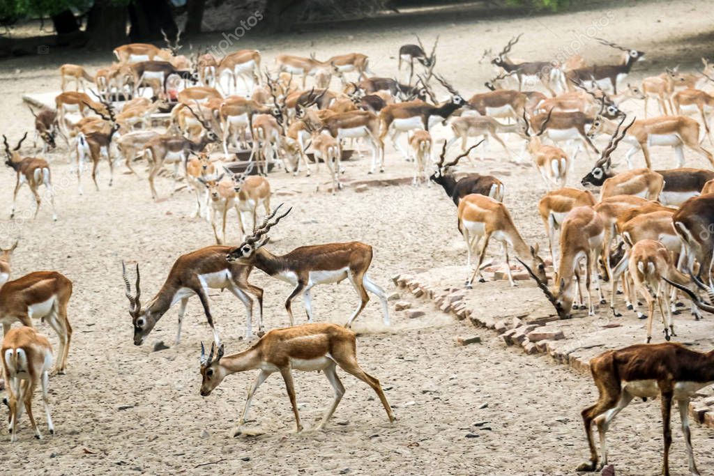 Hermoso animal salvaje ciervo Blackbuck (Antilope cervicapra) o ...