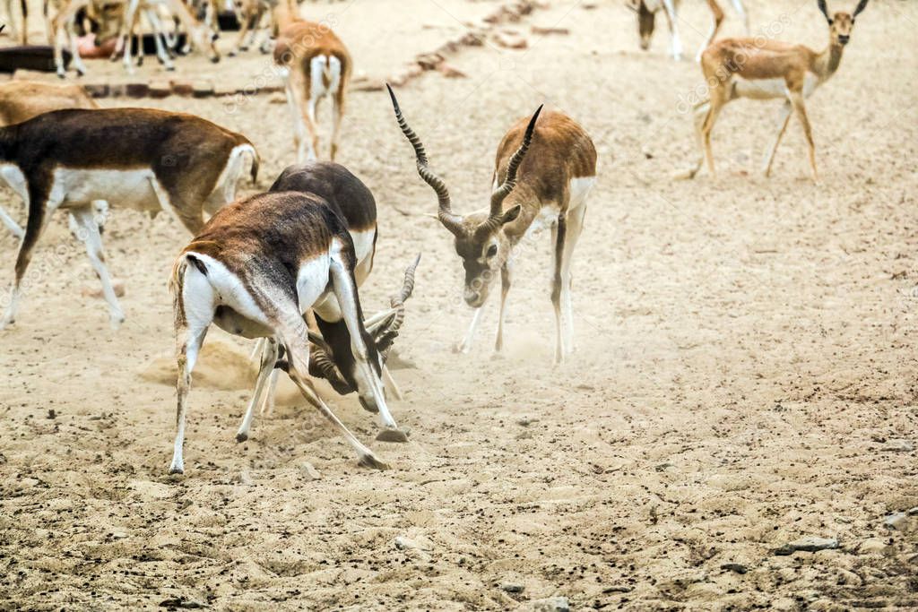 Hermoso animal salvaje ciervo Blackbuck (Antilope cervicapra) o ...