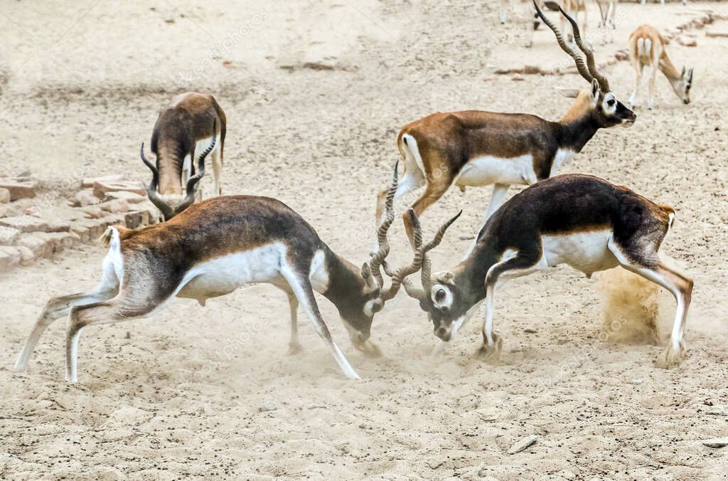 Hermoso animal salvaje ciervo Blackbuck (Antilope cervicapra) o ...