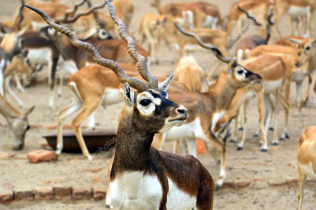 Hermoso animal salvaje ciervo Blackbuck (Antilope cervicapra) o ...
