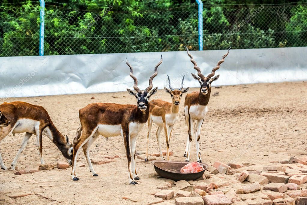 Hermoso animal salvaje ciervo Blackbuck (Antilope cervicapra) o ...
