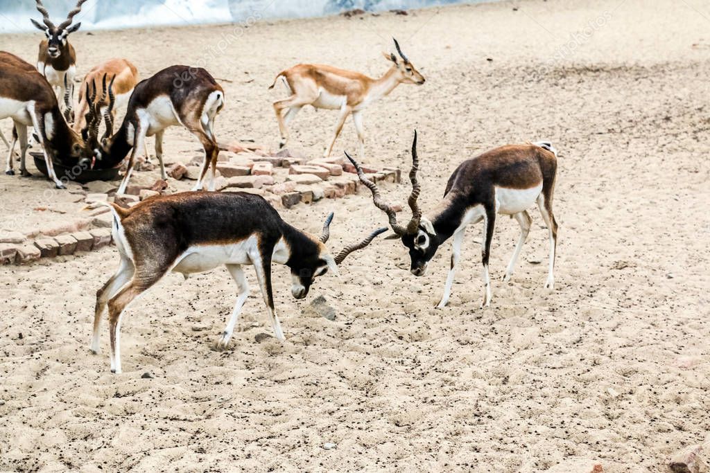 Hermoso animal salvaje ciervo Blackbuck (Antilope cervicapra) o ...