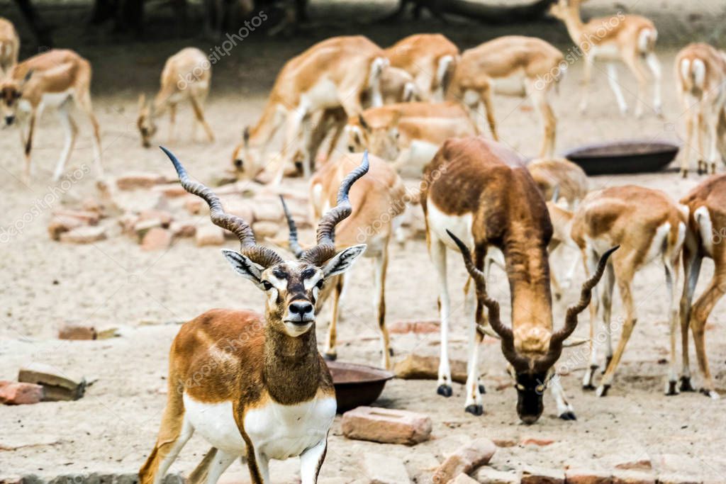 Hermoso animal salvaje ciervo Blackbuck (Antilope cervicapra) o ...