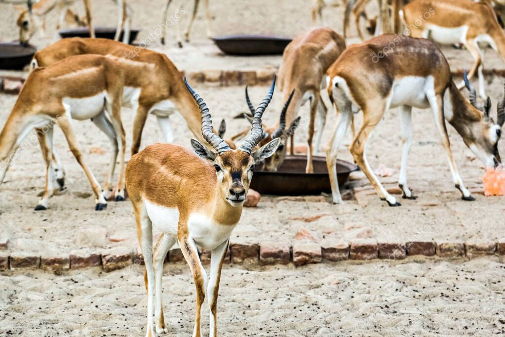 Hermoso animal salvaje ciervo Blackbuck (Antilope cervicapra) o ...