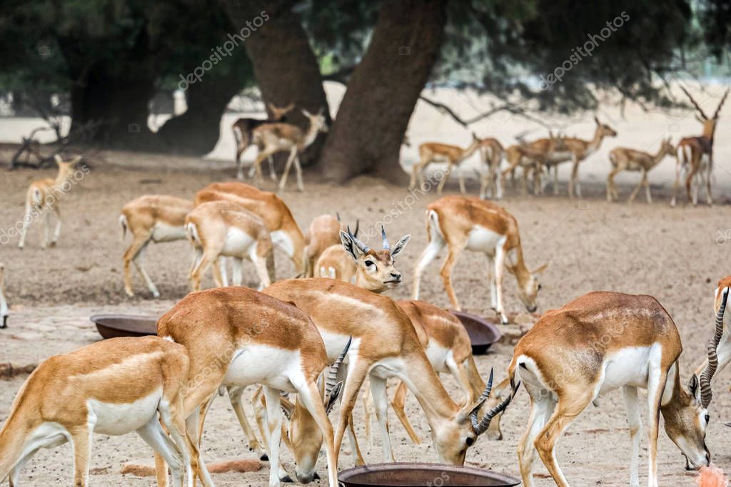 Hermoso animal salvaje ciervo Blackbuck (Antilope cervicapra) o ...
