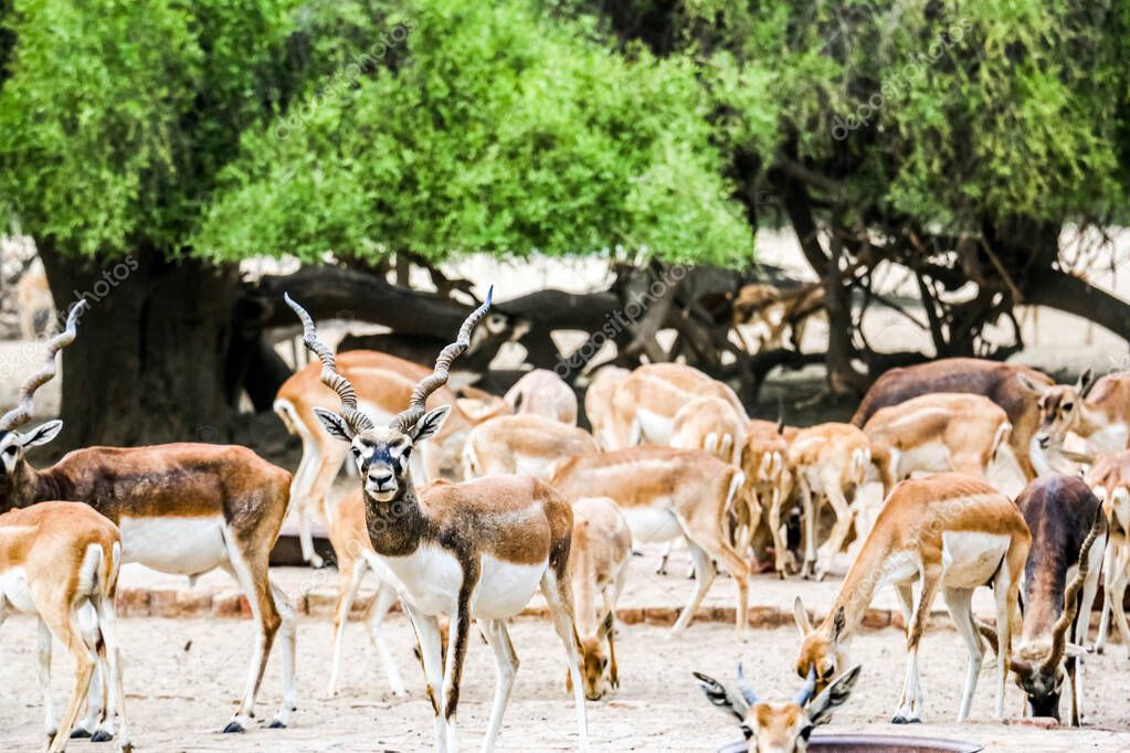Hermoso animal salvaje ciervo Blackbuck (Antilope cervicapra) o ...