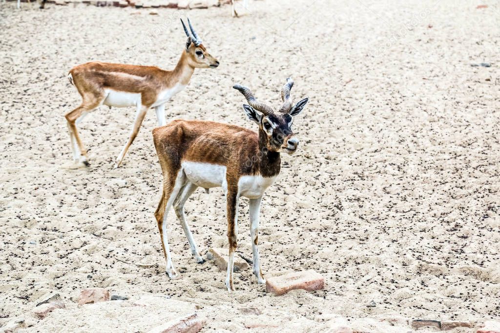 Hermoso animal salvaje ciervo Blackbuck (Antilope cervicapra) o ...