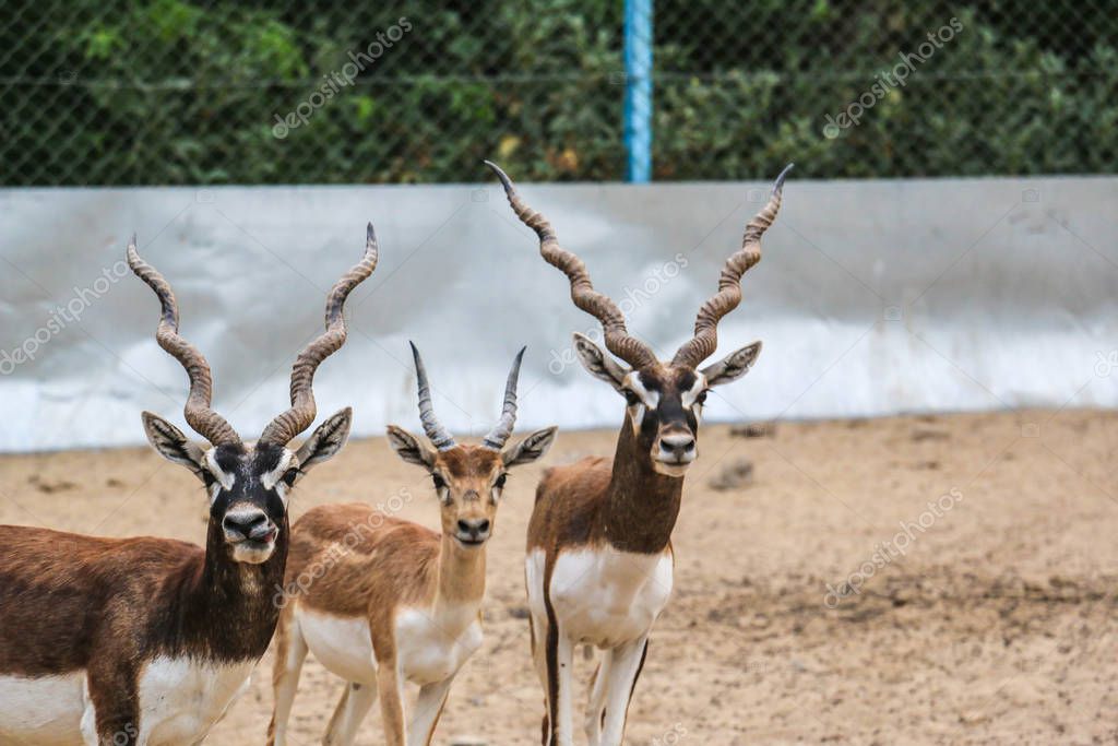 Hermoso animal salvaje ciervo Blackbuck (Antilope cervicapra) o ...