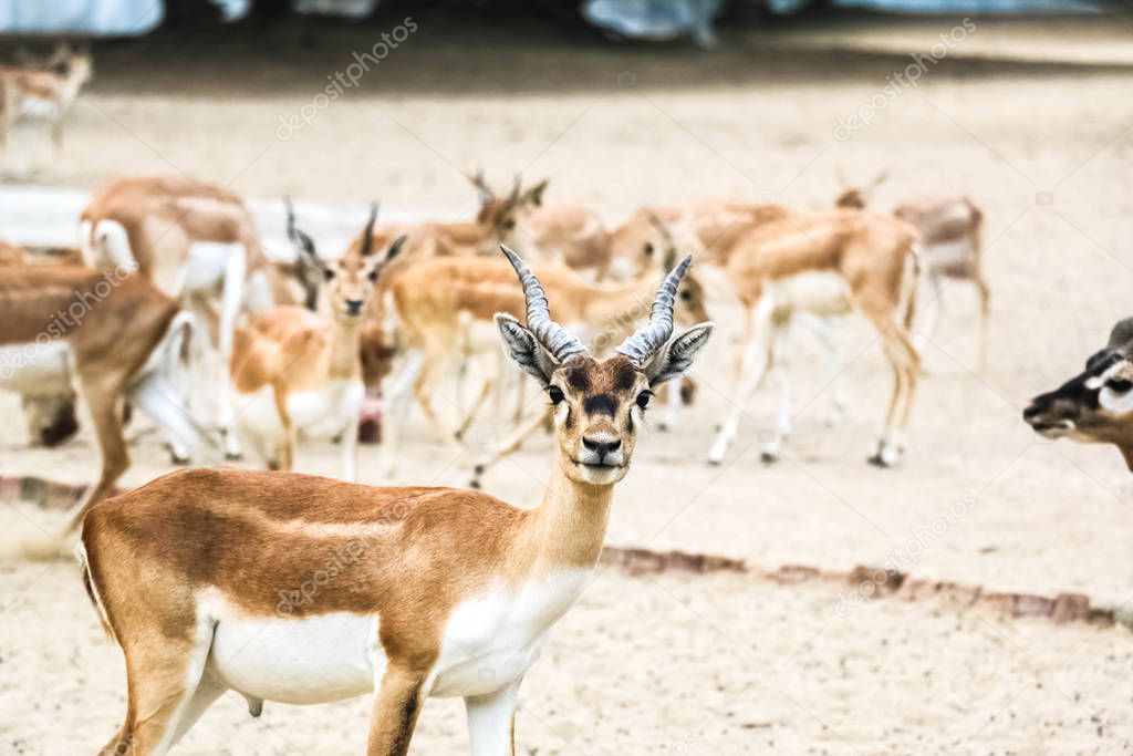 Hermoso animal salvaje ciervo Blackbuck (Antilope cervicapra) o ...
