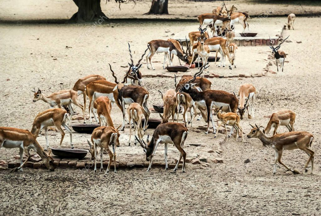 Hermoso animal salvaje ciervo Blackbuck (Antilope cervicapra) o ...