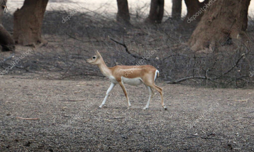 Hermoso animal salvaje ciervo Blackbuck (Antilope cervicapra) o ...