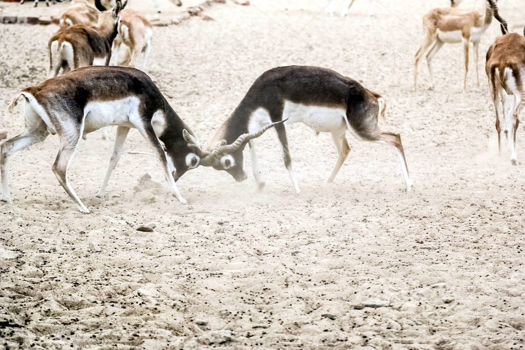 Hermoso animal salvaje ciervo Blackbuck (Antilope cervicapra) o ...