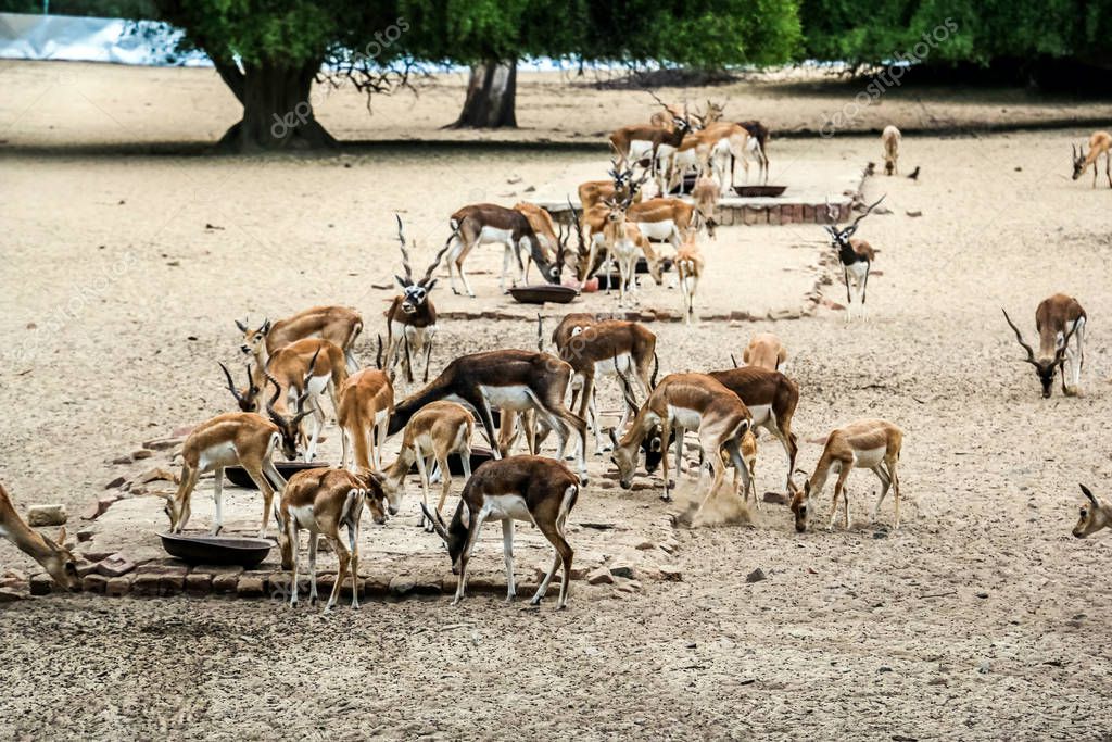 Hermoso animal salvaje ciervo Blackbuck (Antilope cervicapra) o ...