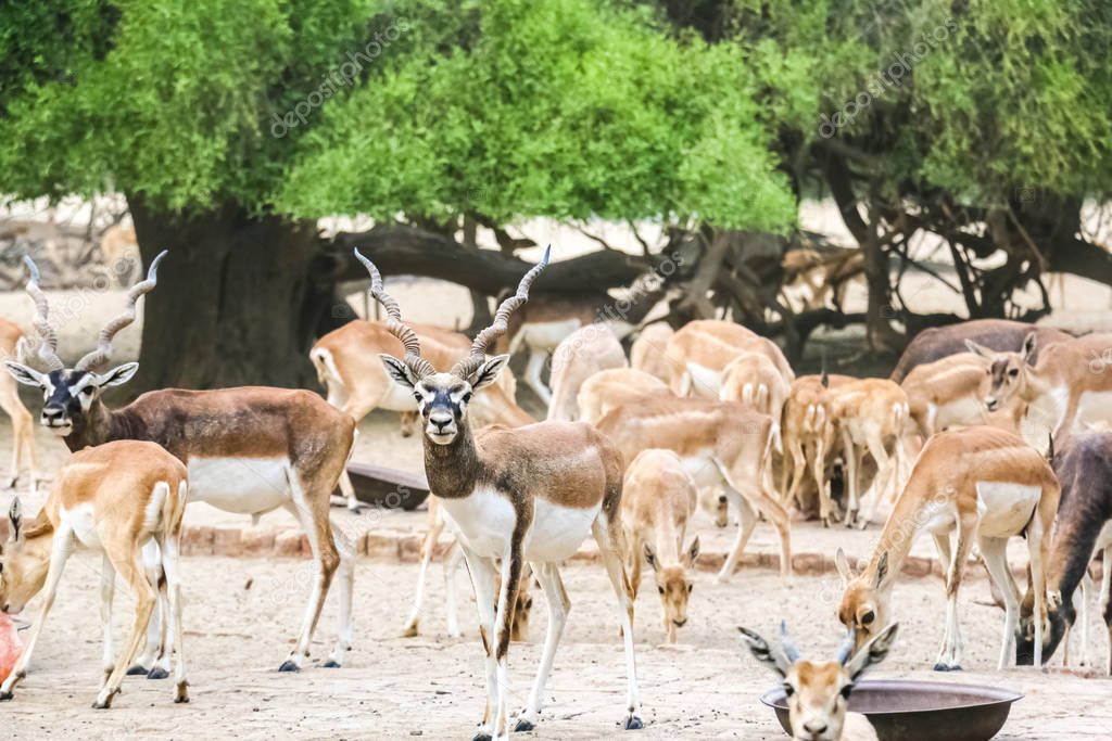 Hermoso animal salvaje ciervo Blackbuck (Antilope cervicapra) o ...