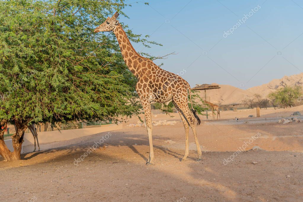 Jirafa de altura animal salvaje en Al Ain Zoo Safari Park, Emiratos ...