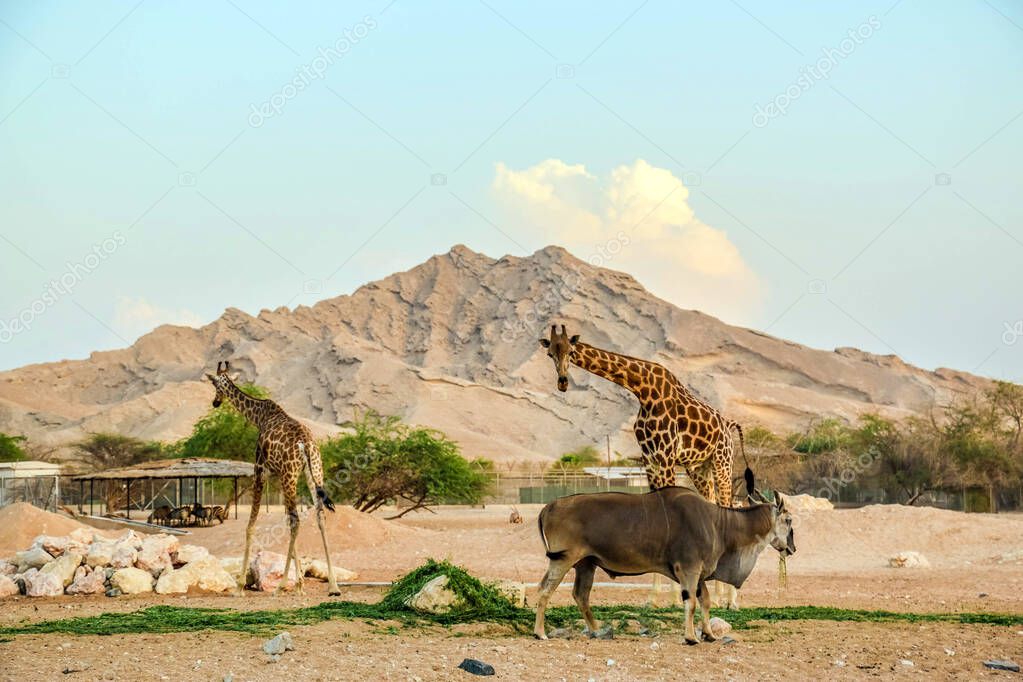 Jirafa de altura animal salvaje en Al Ain Zoo Safari Park, Emiratos ...