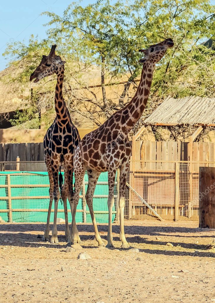 Jirafa de altura animal salvaje en Al Ain Zoo Safari Park, Emiratos ...