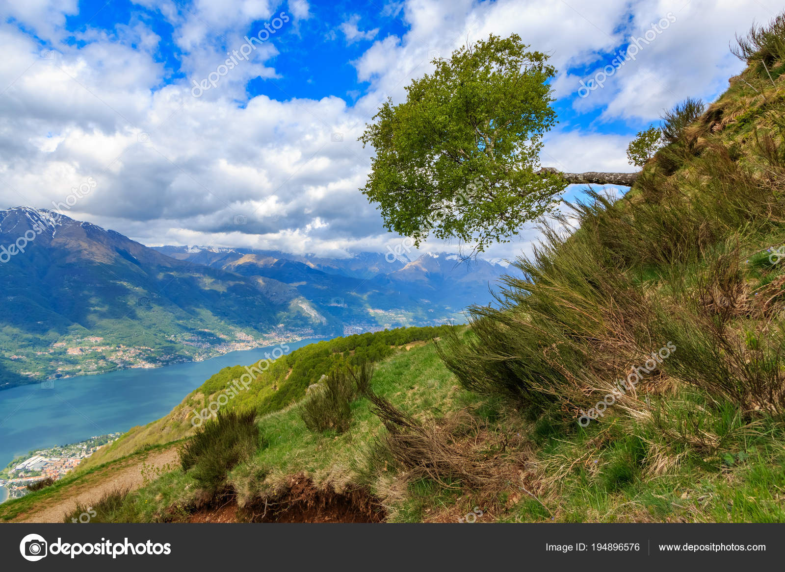Birch Tree Growing Horizontally Out Slope Mountain Lago Como — Stock ...