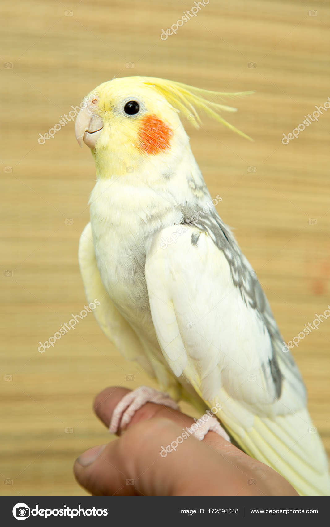 A yellow corella parrot with red cheeks and long feathers — Stock Photo ...