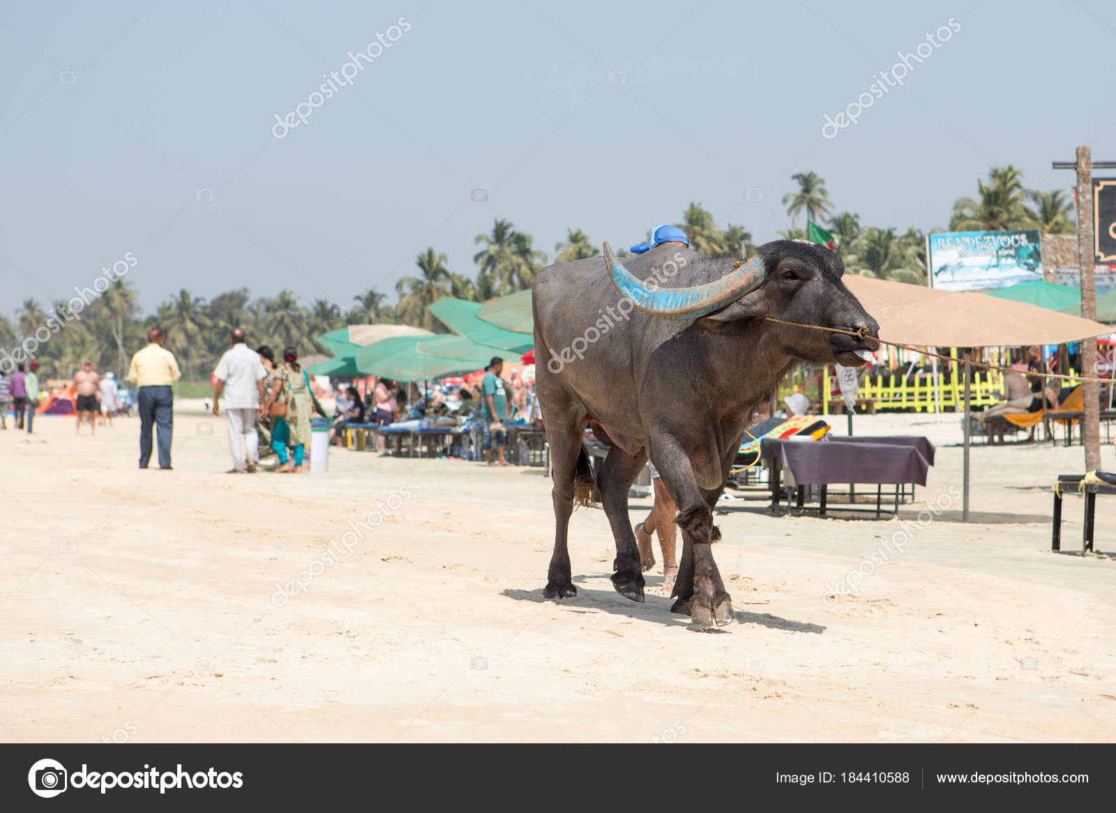 Cow walking on the sand on Colva beach in South Goa. — Stock Editorial ...