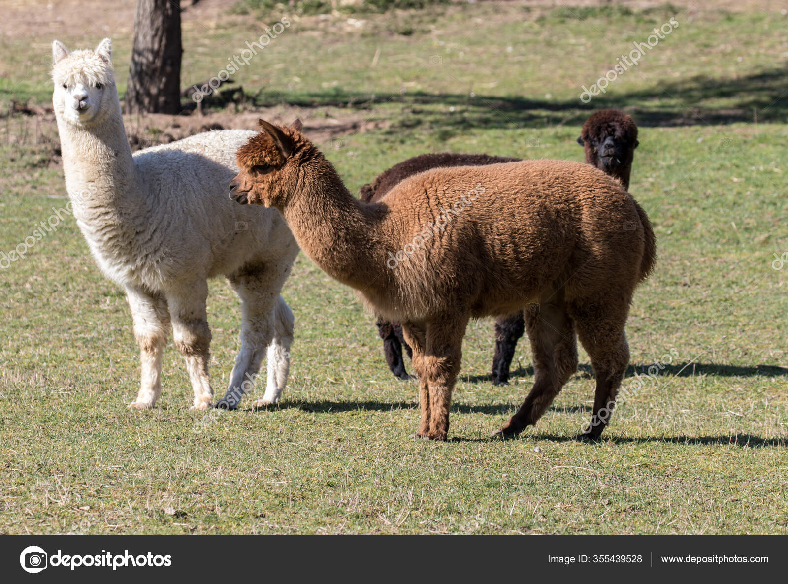 Alpacas Herd Animal Come Andes — Stock Photo © Haenson #355439528