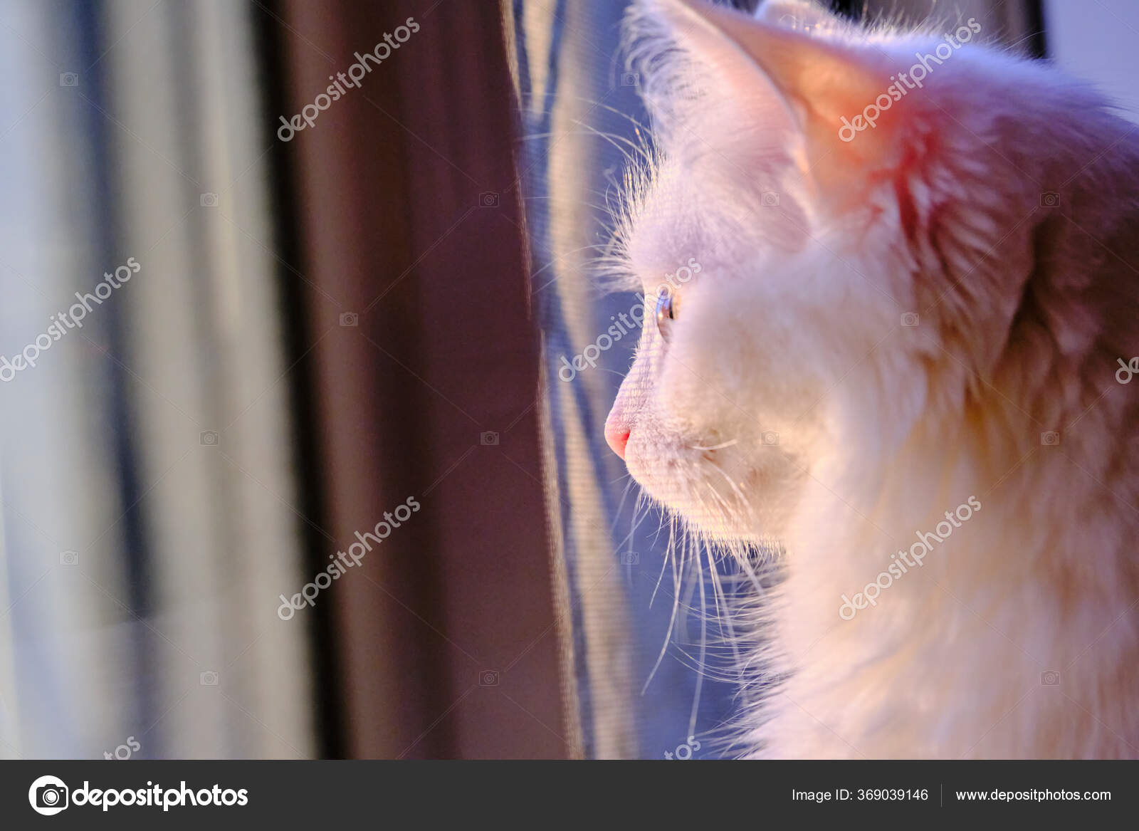 White Cat Looks Out Window Stock Photo by ©lempro.moscow 369039146
