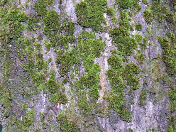 Top view tree Stock Photos, Royalty Free Top view tree Images ...