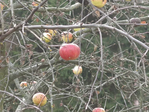Unusual apple tree Stock Photos, Royalty Free Unusual apple tree Images | Depositphotos