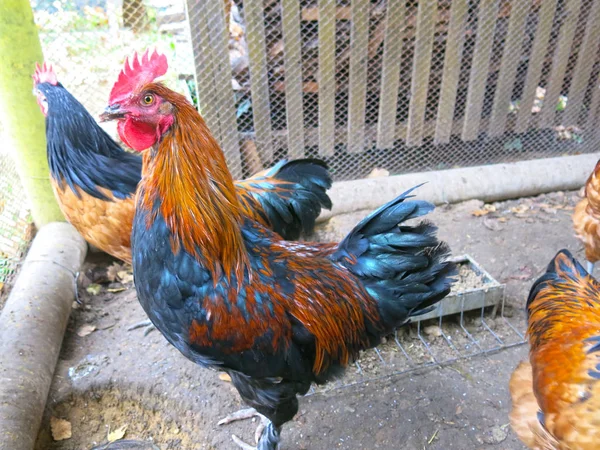 Aviary for hens Stock Photos, Royalty Free Aviary for hens Images ...