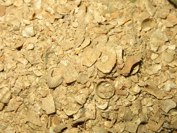 Small Crushed Seashell Feeding Limestone Chickens — Stock Photo ...