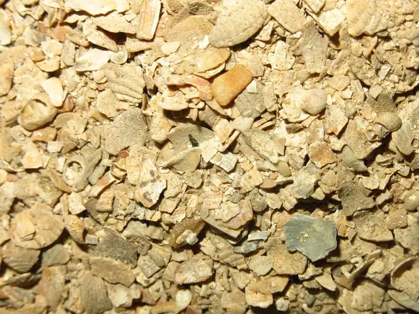Small Crushed Seashell Feeding Limestone Chickens — Stock Photo ...