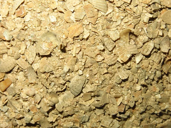 Small Crushed Seashell Feeding Limestone Chickens — Stock Photo ...