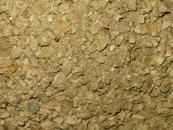 Small Crushed Seashell Feeding Limestone Chickens — Stock Photo ...